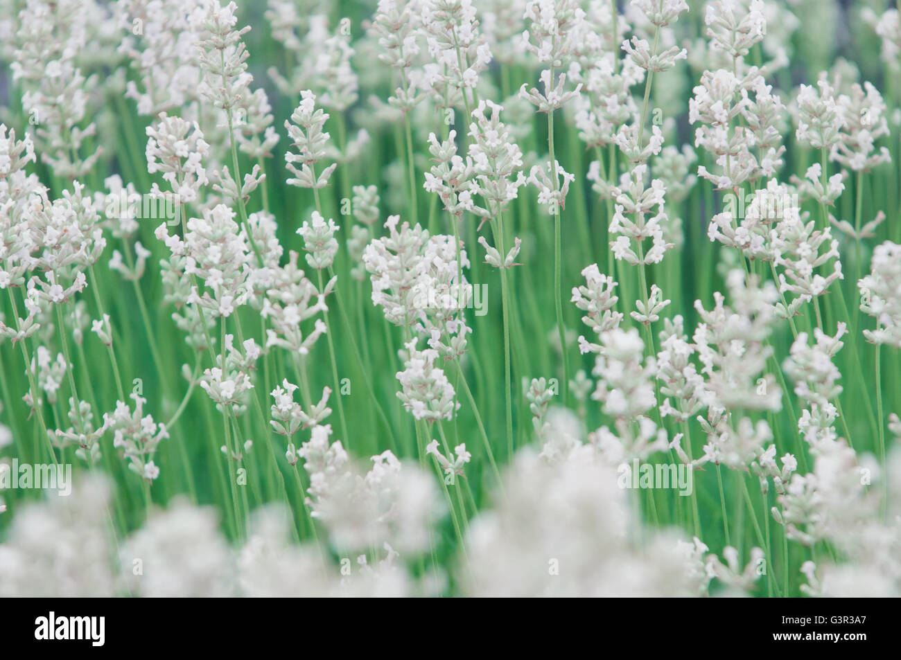 Lavender flower, white Lavender flowers in nature with copy space ...
