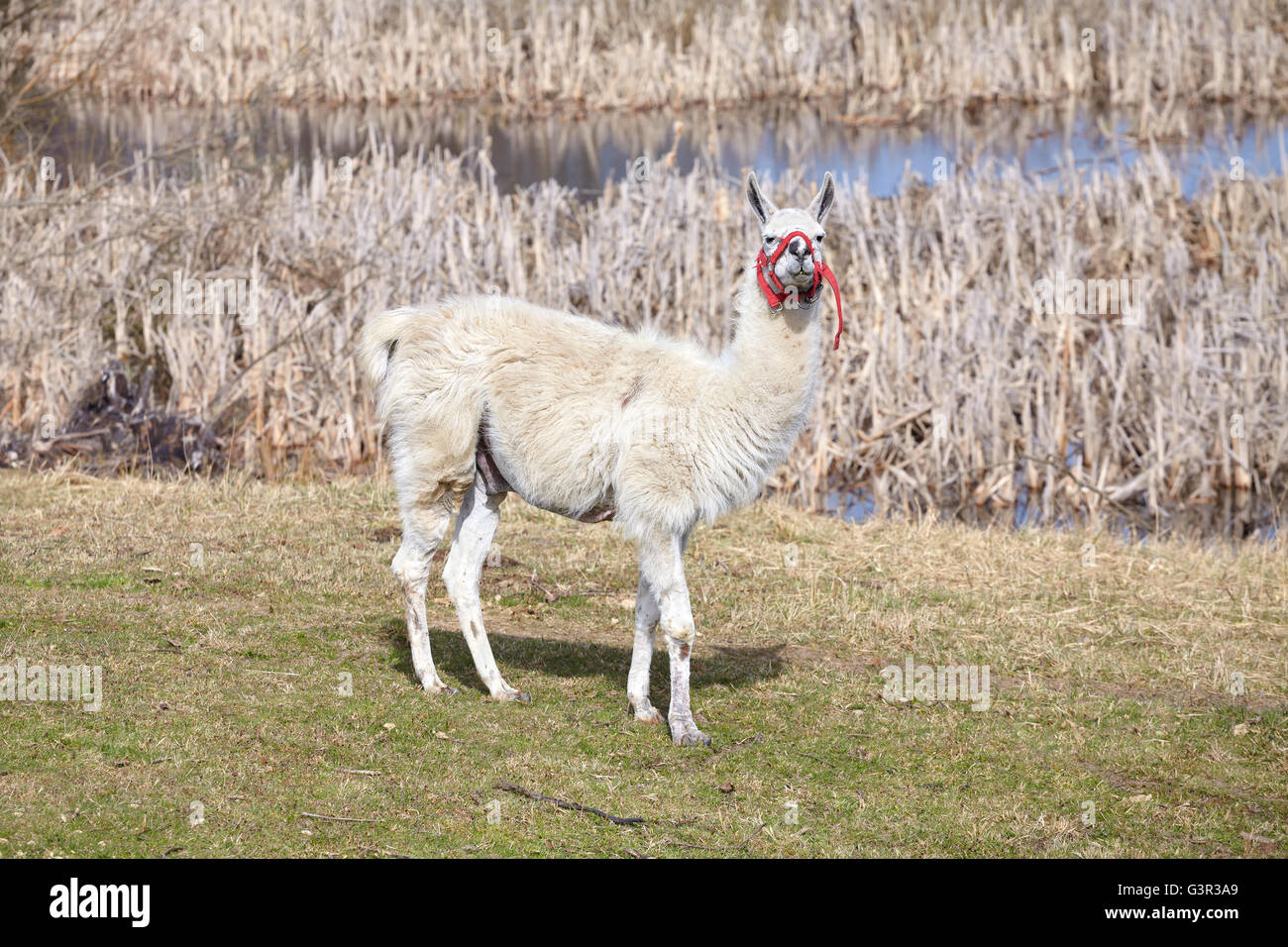 White lama hi-res stock photography and images - Alamy