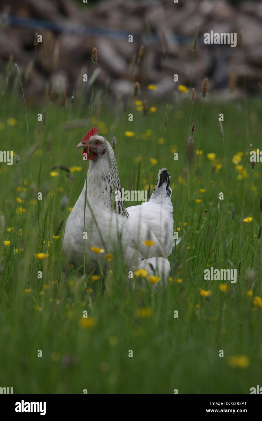 Light suffolk hen hi-res stock photography and images - Alamy