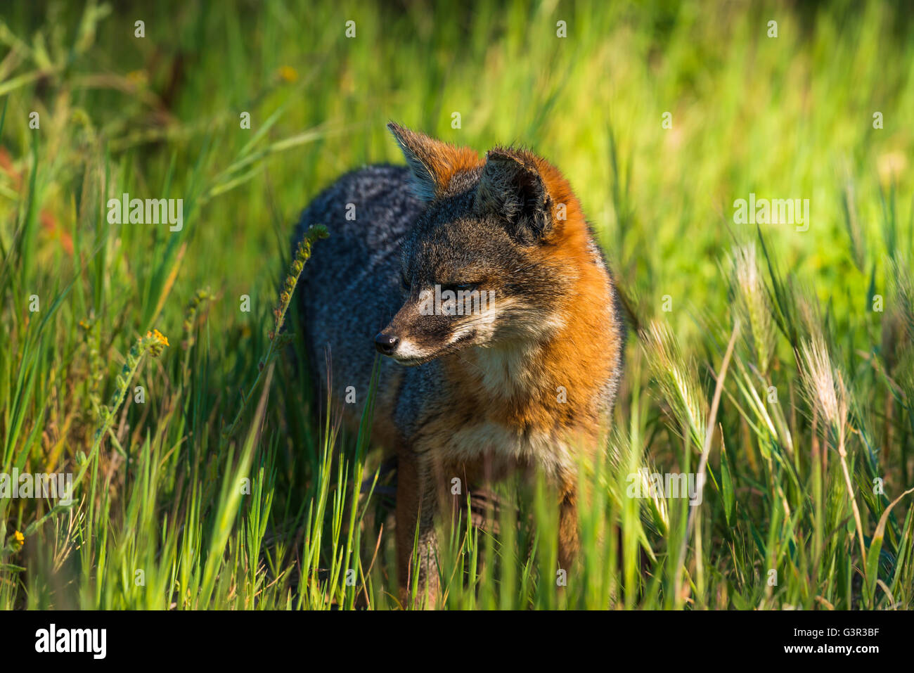 Channel Island Fox (Urocyon littoralis), Santa Cruz Island, Channel ...