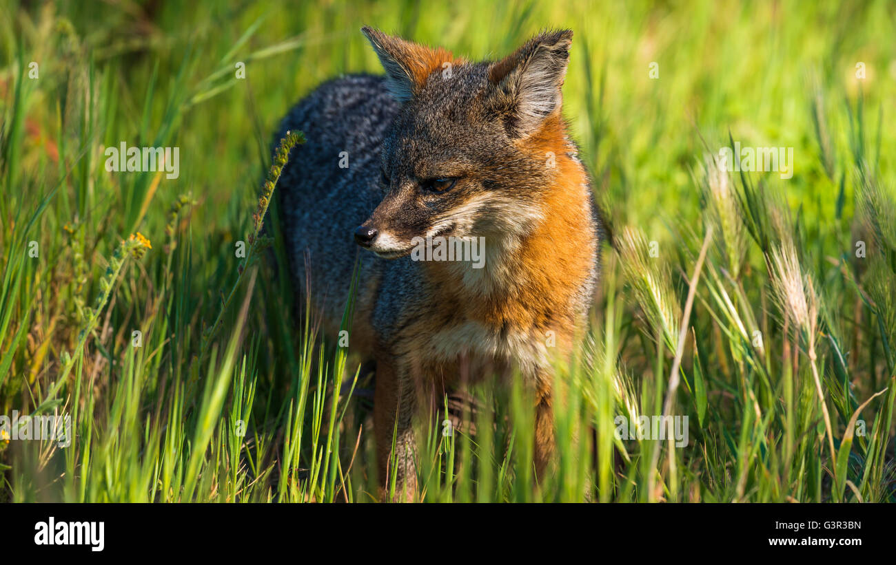Channel Island Fox (Urocyon littoralis), Santa Cruz Island, Channel ...