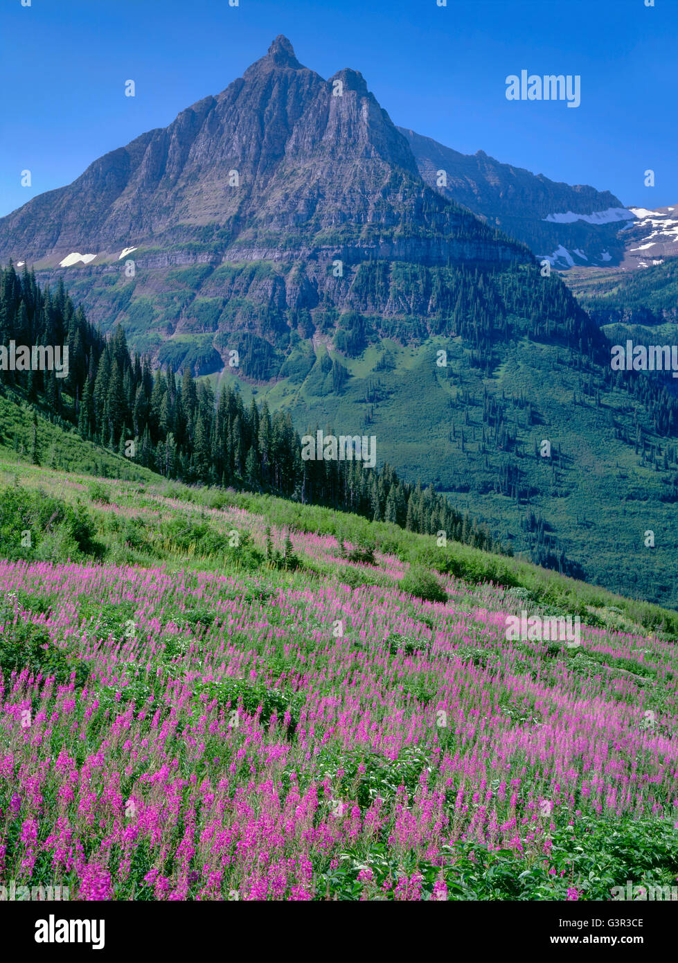 USA, Montana, Glacier National Park, Mount Oberlin rises beyond meadow ...