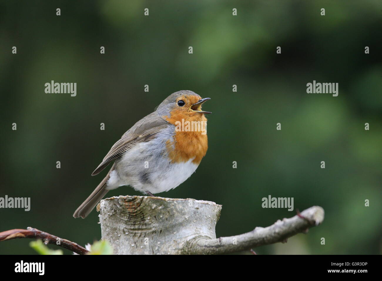 Erithacus rubecula,robin sitting on a log,bird,garden bird ,wildlife ...