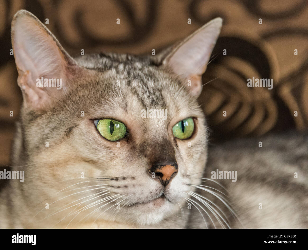 Marley the cat hi-res stock photography and images - Alamy