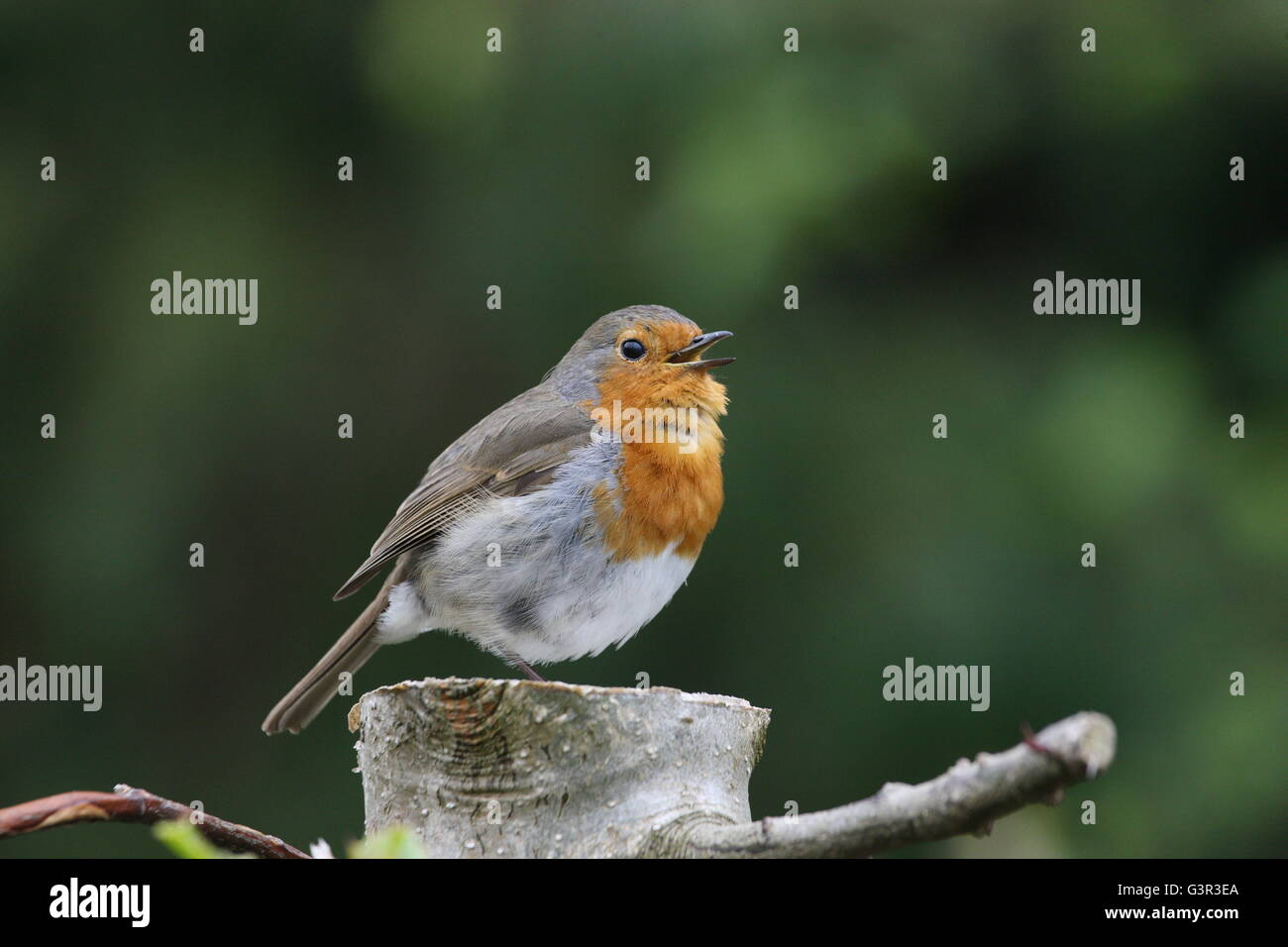 Erithacus rubecula,robin sitting on a log,bird,garden bird ,wildlife ...