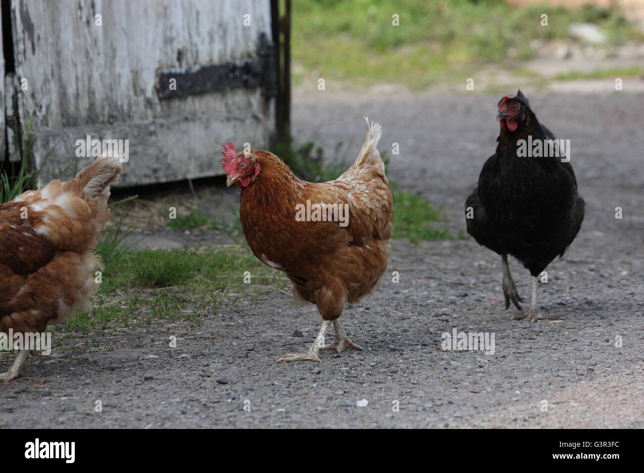 3 hens free range hi-res stock photography and images - Alamy