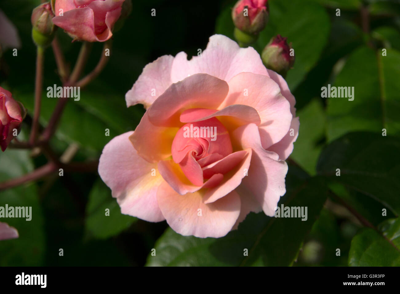 Light Pink Rose close up Stock Photo - Alamy