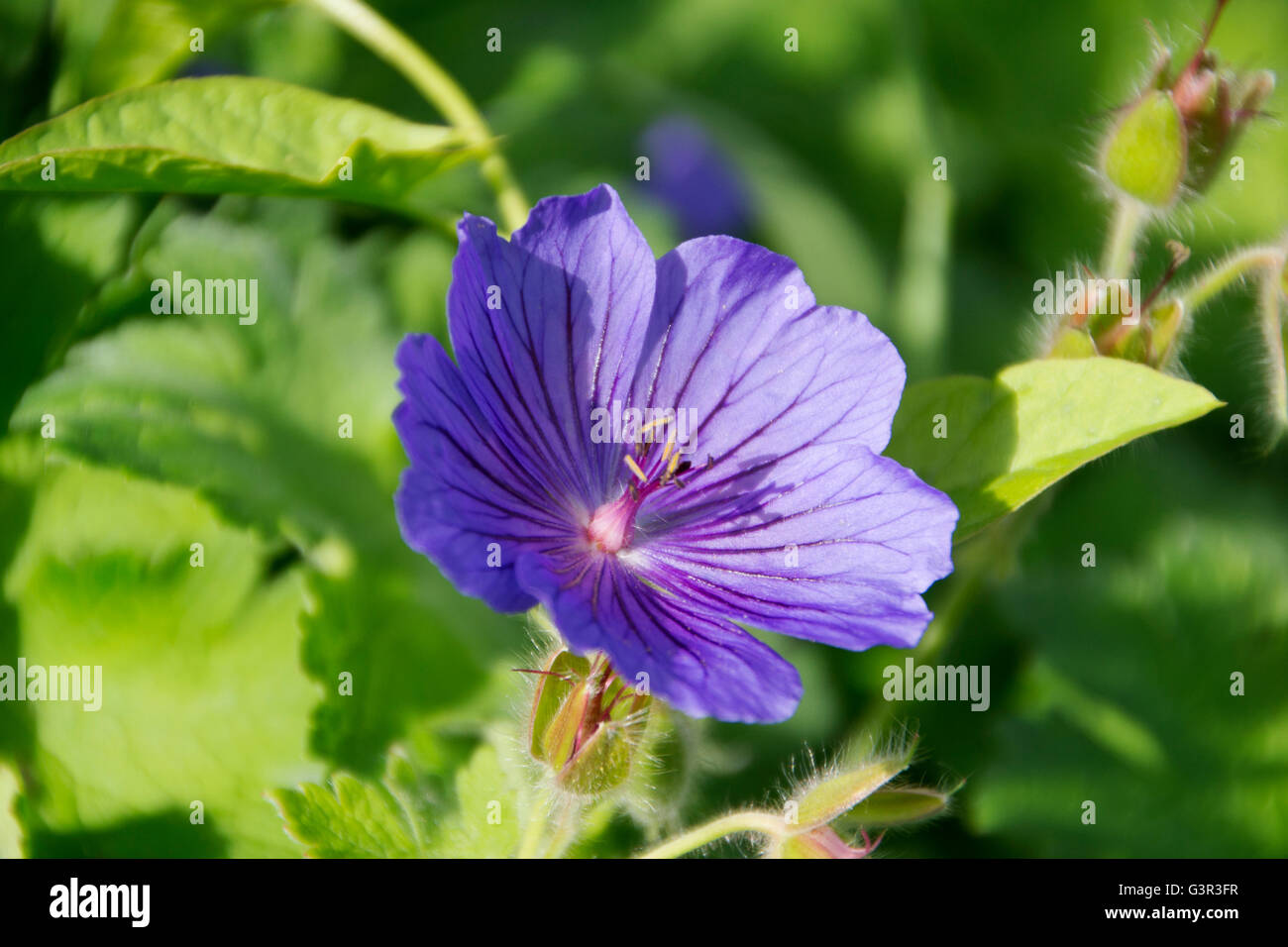 Geranium Incanum purple blue flower Stock Photo - Alamy