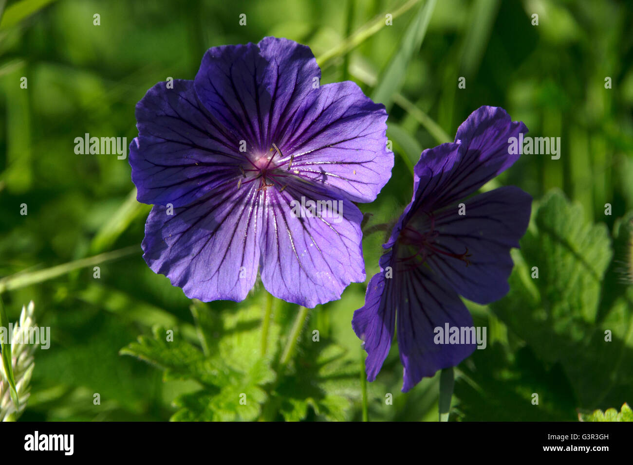 Geranium Incanum purple blue flower Stock Photo - Alamy