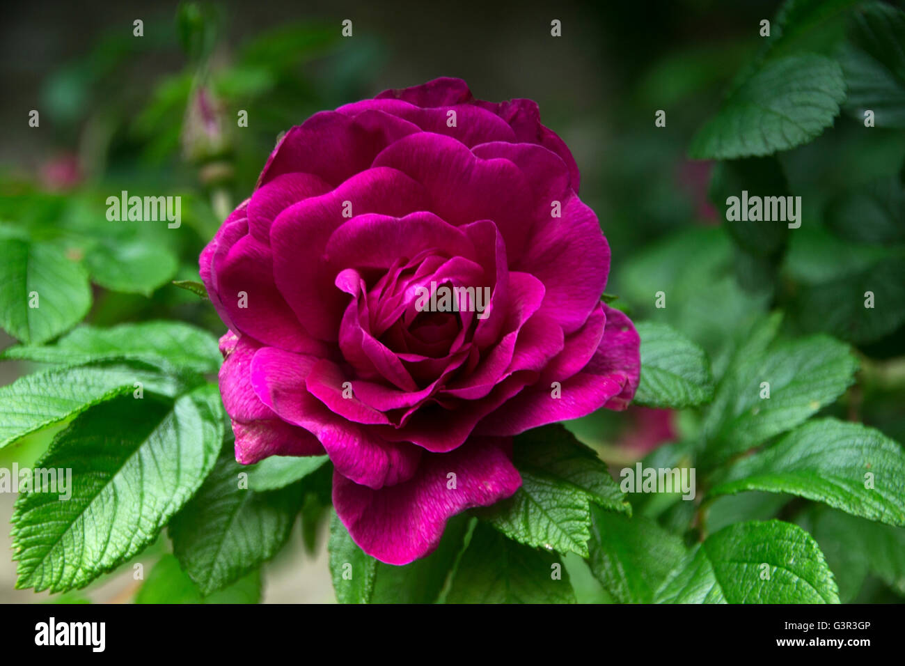 Pretty Pink Rose Stock Photo - Alamy