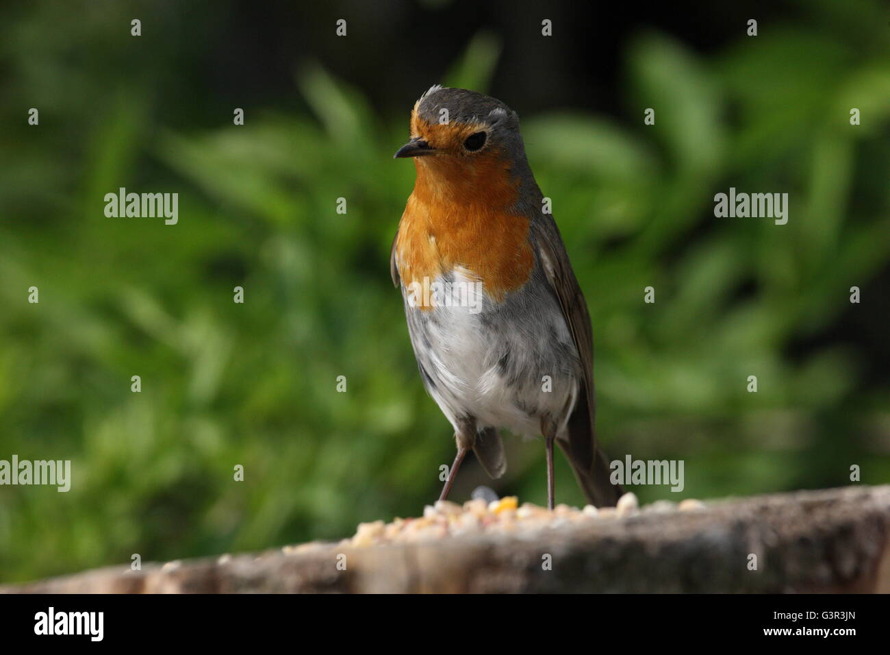 Erithacus rubecula,robin ,bird,garden bird ,wildlife Stock Photo - Alamy