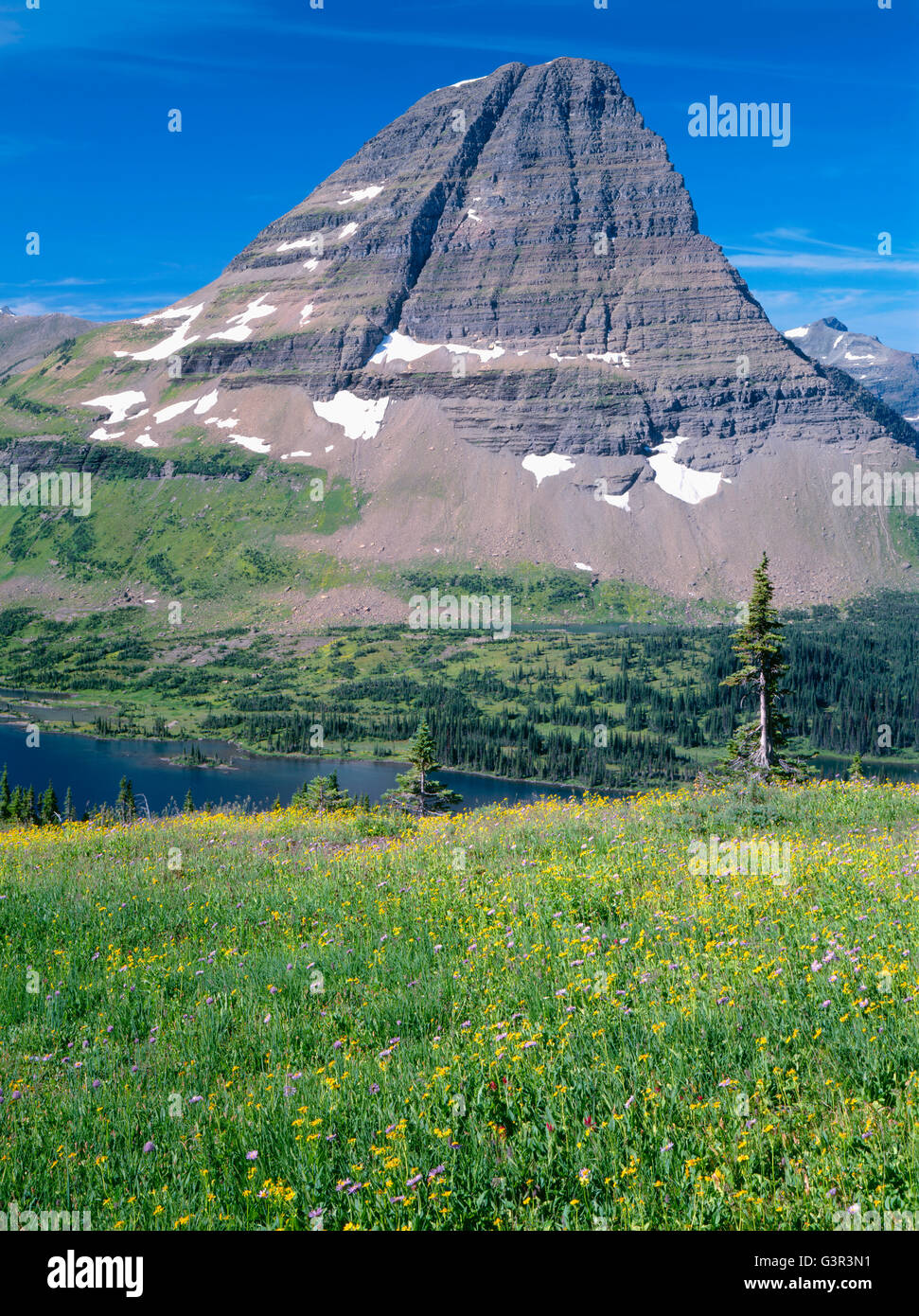 USA, Montana, Glacier National Park, Bearhat Mountain rises beyond Hidden Lake and alpine meadow ...