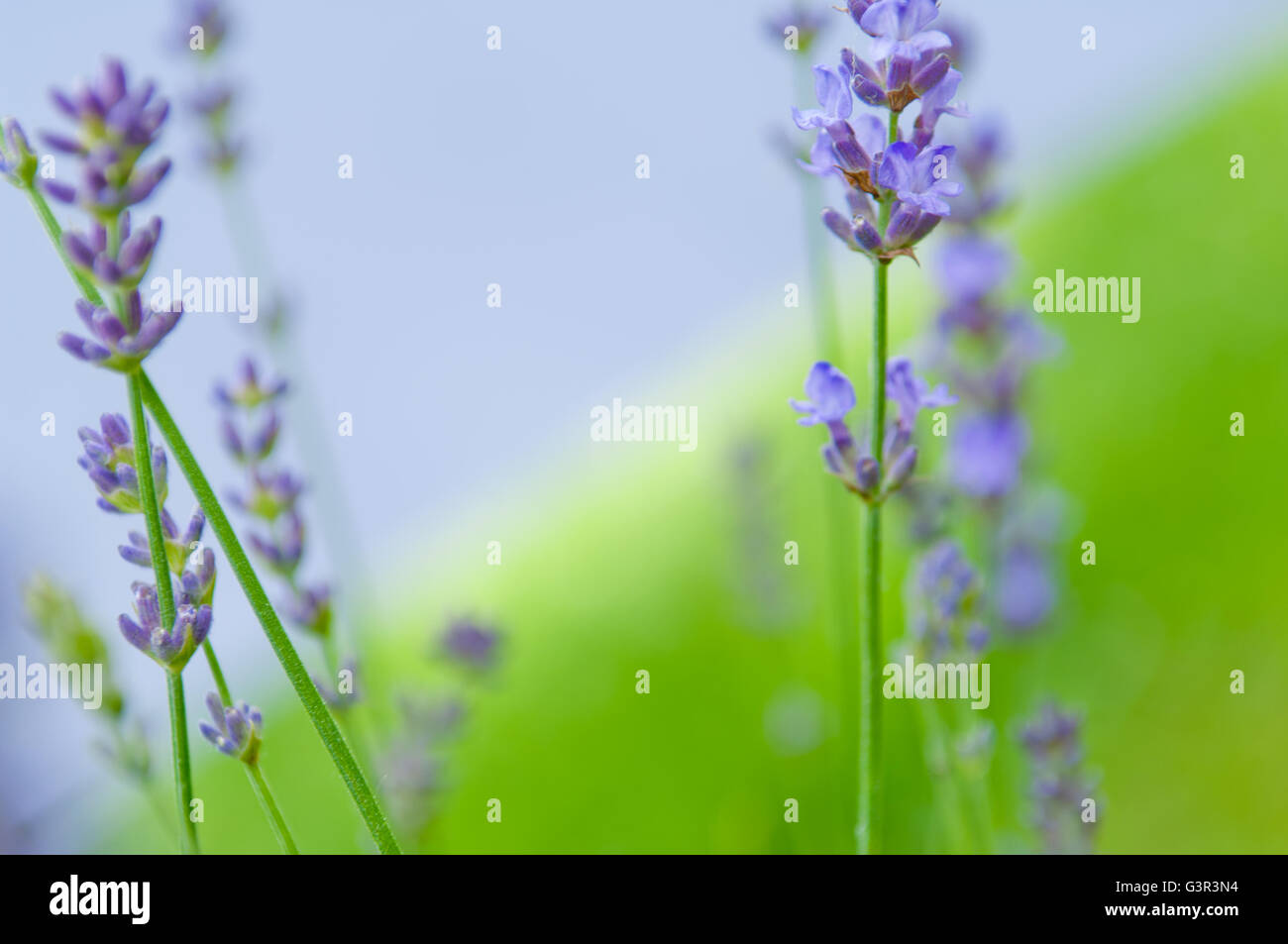 Lavender flower, violet Lavender flowers in nature with copy space ...