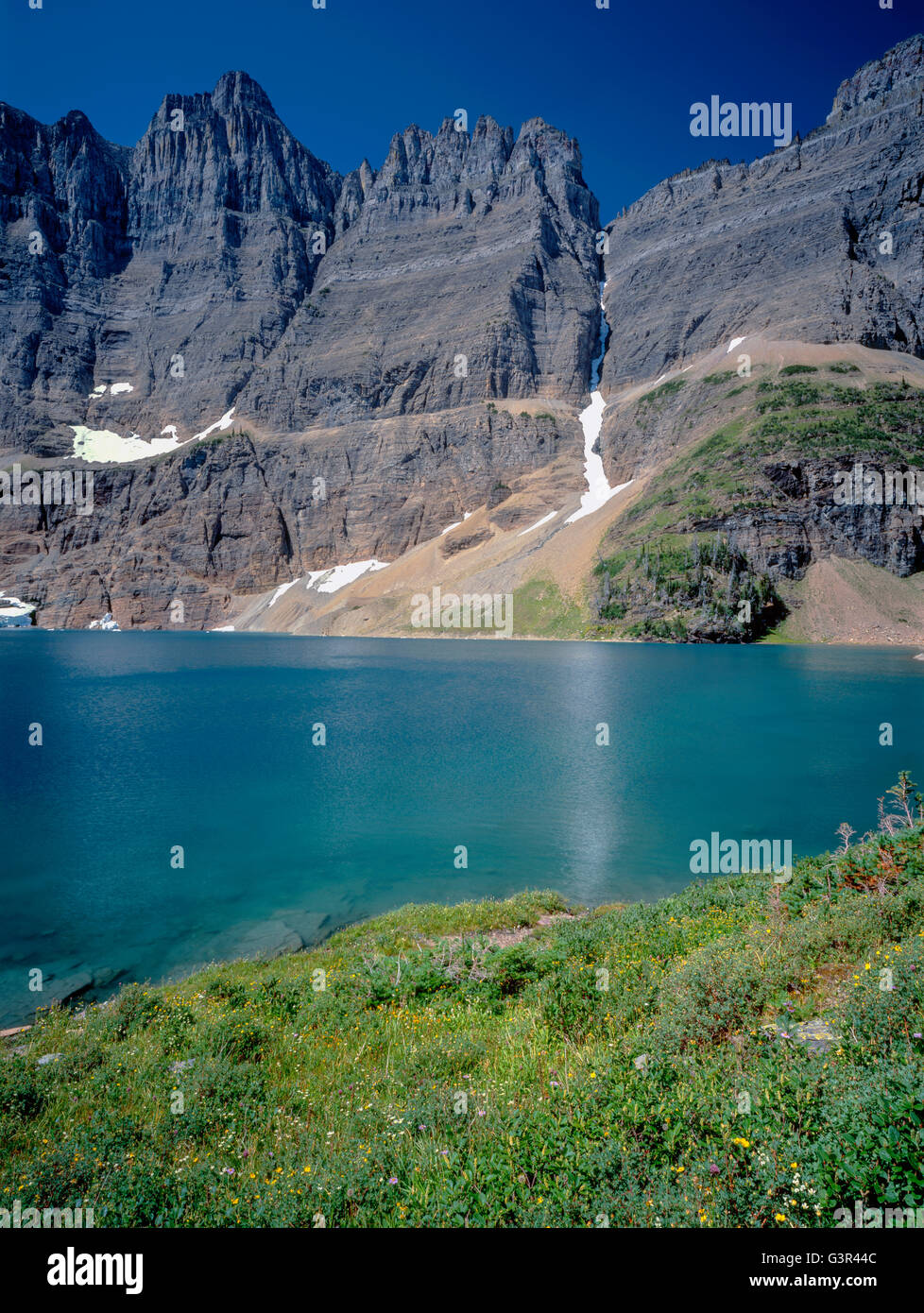 USA, Montana, Glacier National Park, Wildflowers bloom at shore of Iceberg Lake beneath steep ...