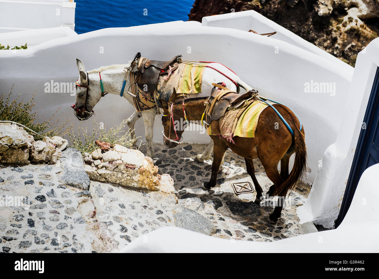 donkey on stairs of Santorini, traditional Greek life series Stock ...