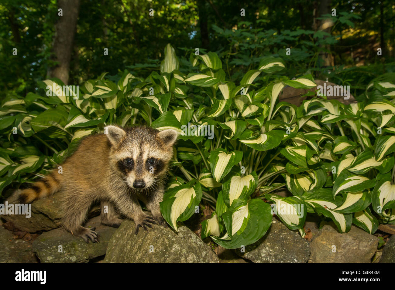 A baby raccoon climbing a rock wall in the garden Stock Photo - Alamy