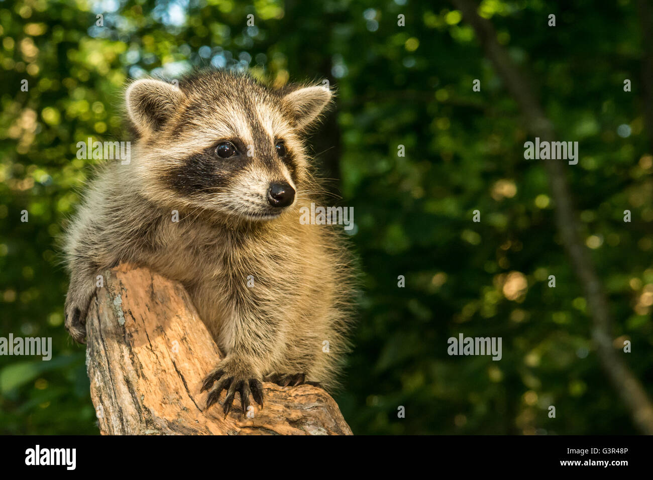 Baby animals forest hi-res stock photography and images - Alamy