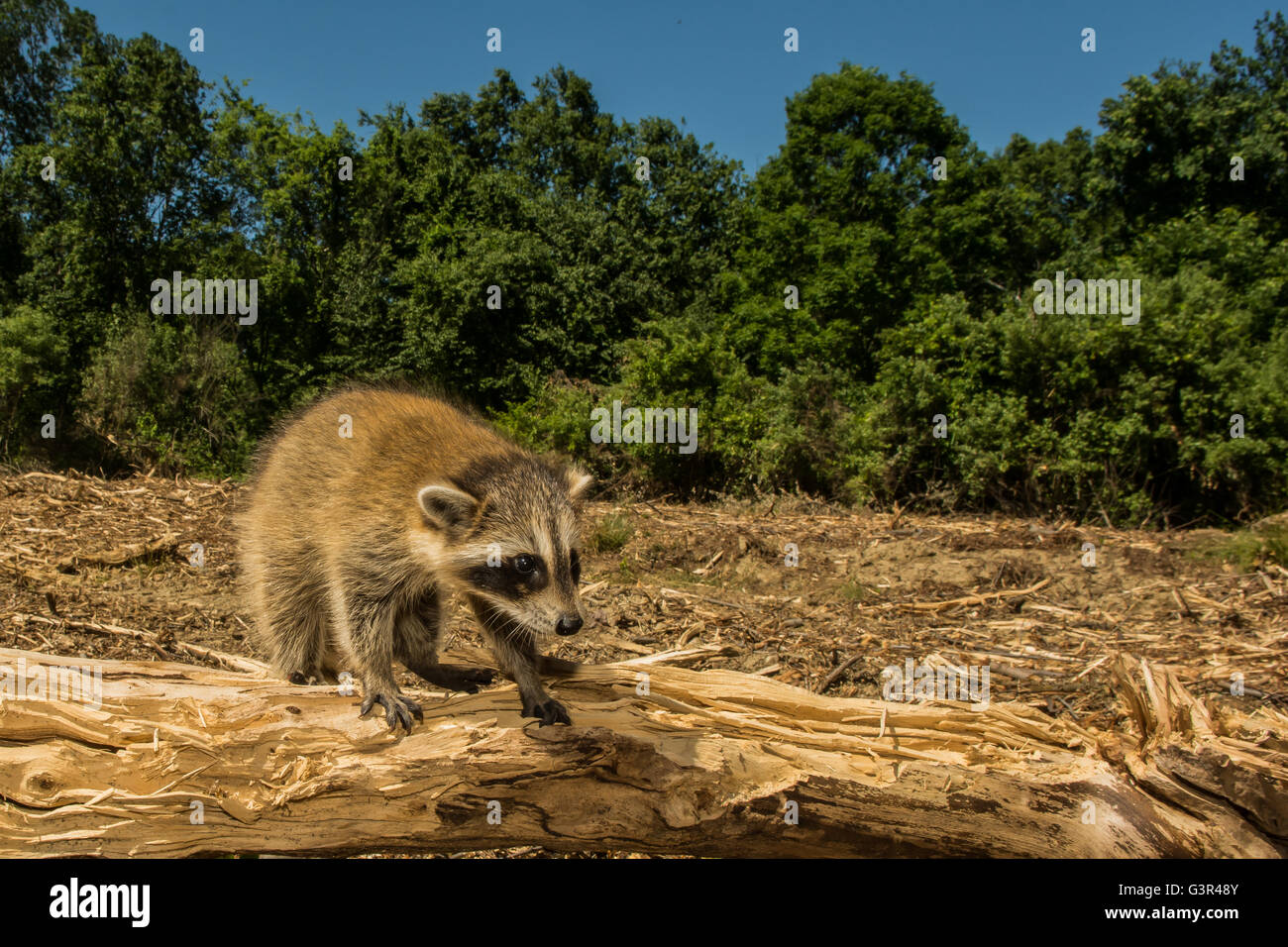 Deforestation Animals Affected