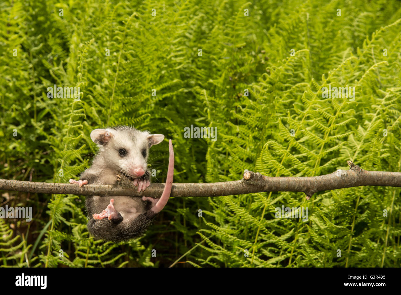 Baby Opossum learning to climb Stock Photo - Alamy