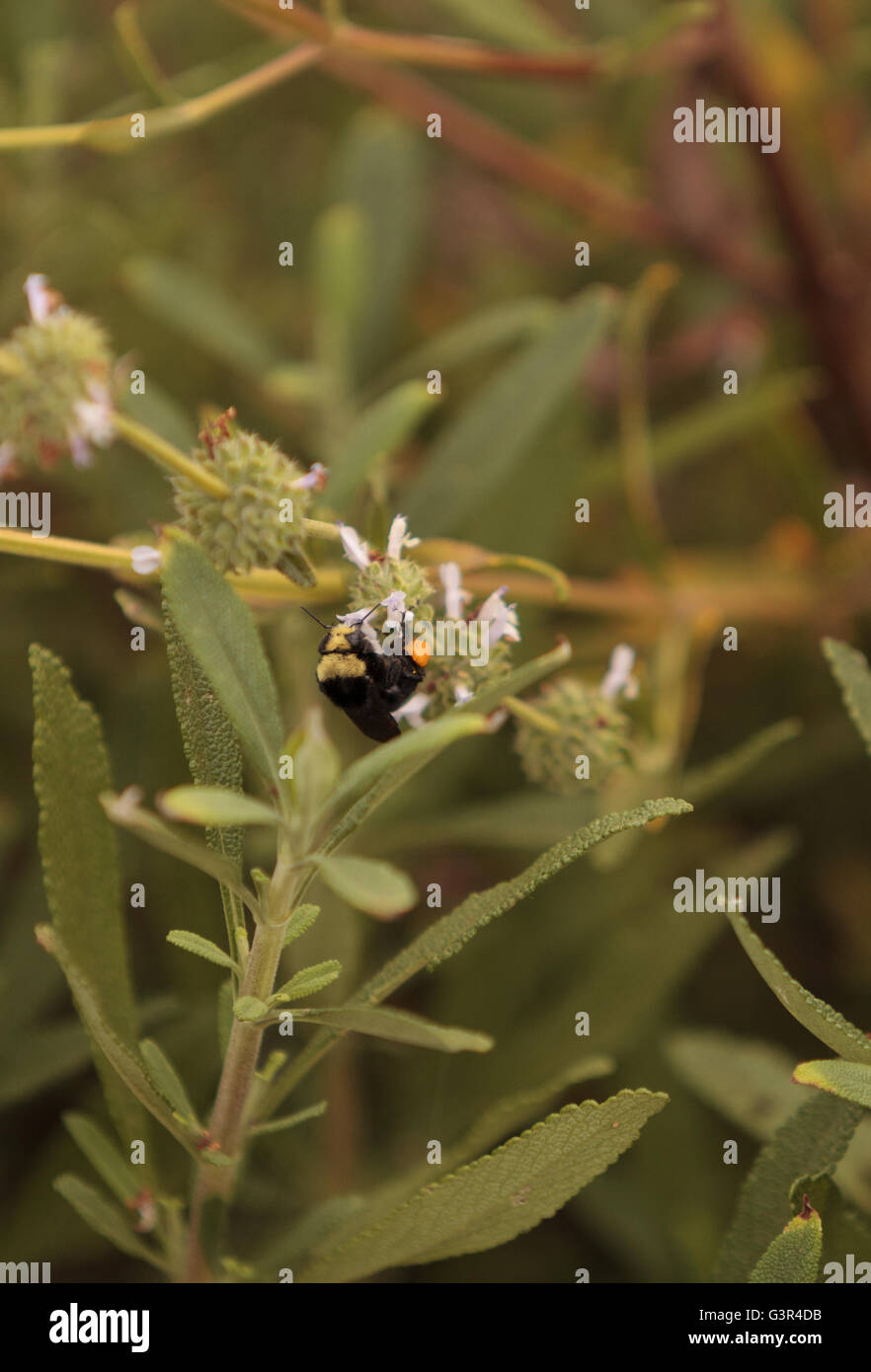 Black and yellow Western Bumble bee Bombus occidentalis gathers pollen ...
