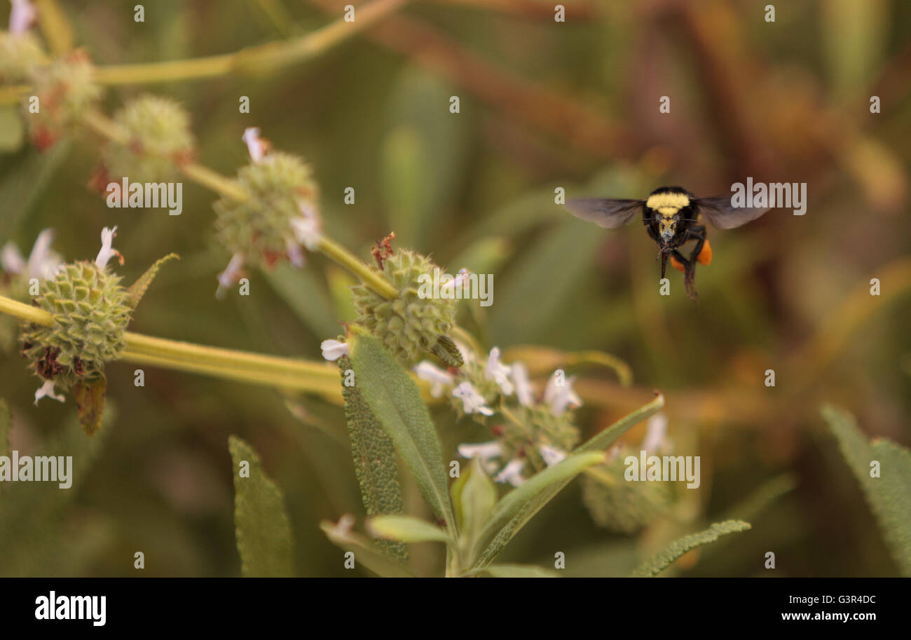 Black and yellow Western Bumble bee Bombus occidentalis gathers pollen ...