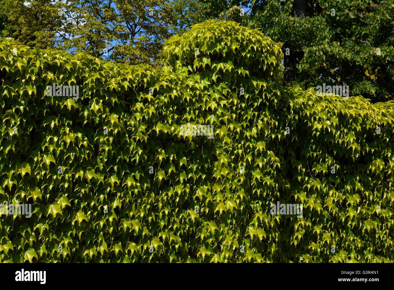 Ivy flora hi-res stock photography and images - Alamy