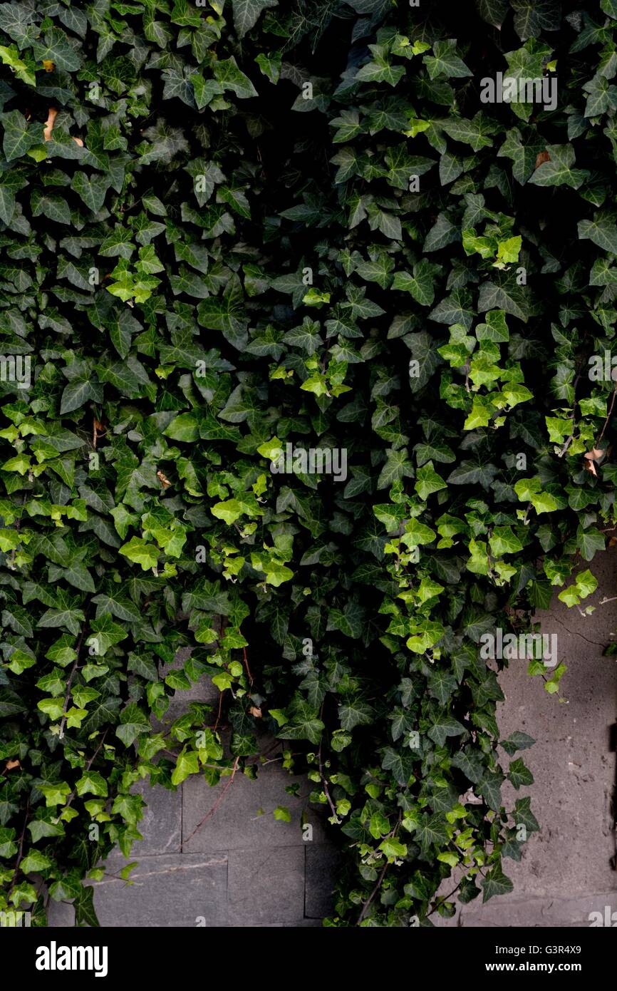 Ivy flora hi-res stock photography and images - Alamy