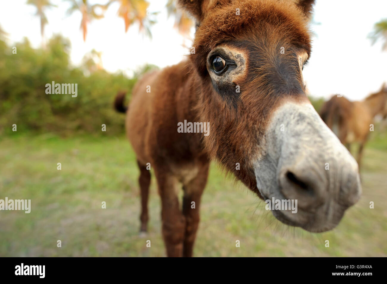Donkey is cute baby donkey hanging out is his pasture s and friendly ...