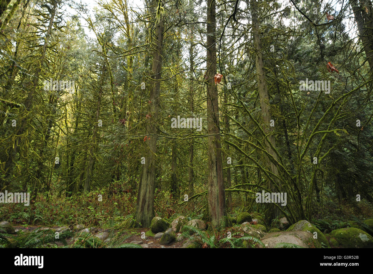 Forests of Vancouver in early spring Stock Photo - Alamy