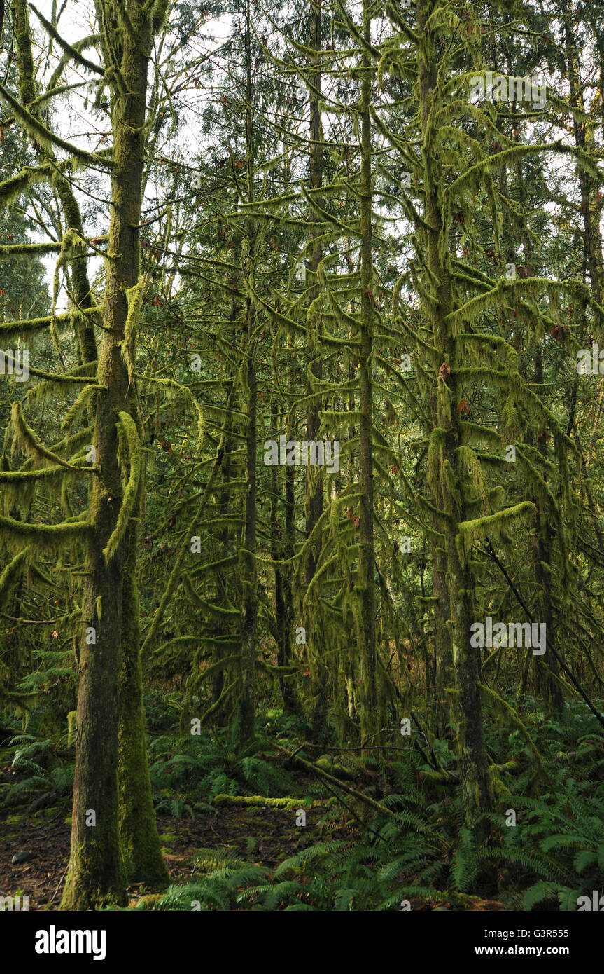 Rain forest vancouver hi-res stock photography and images - Alamy