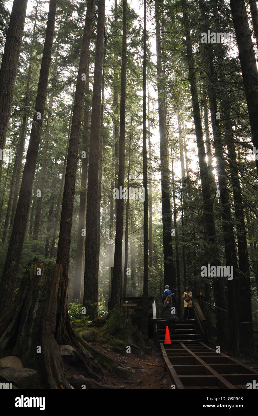 Forests of Vancouver in early spring Stock Photo - Alamy