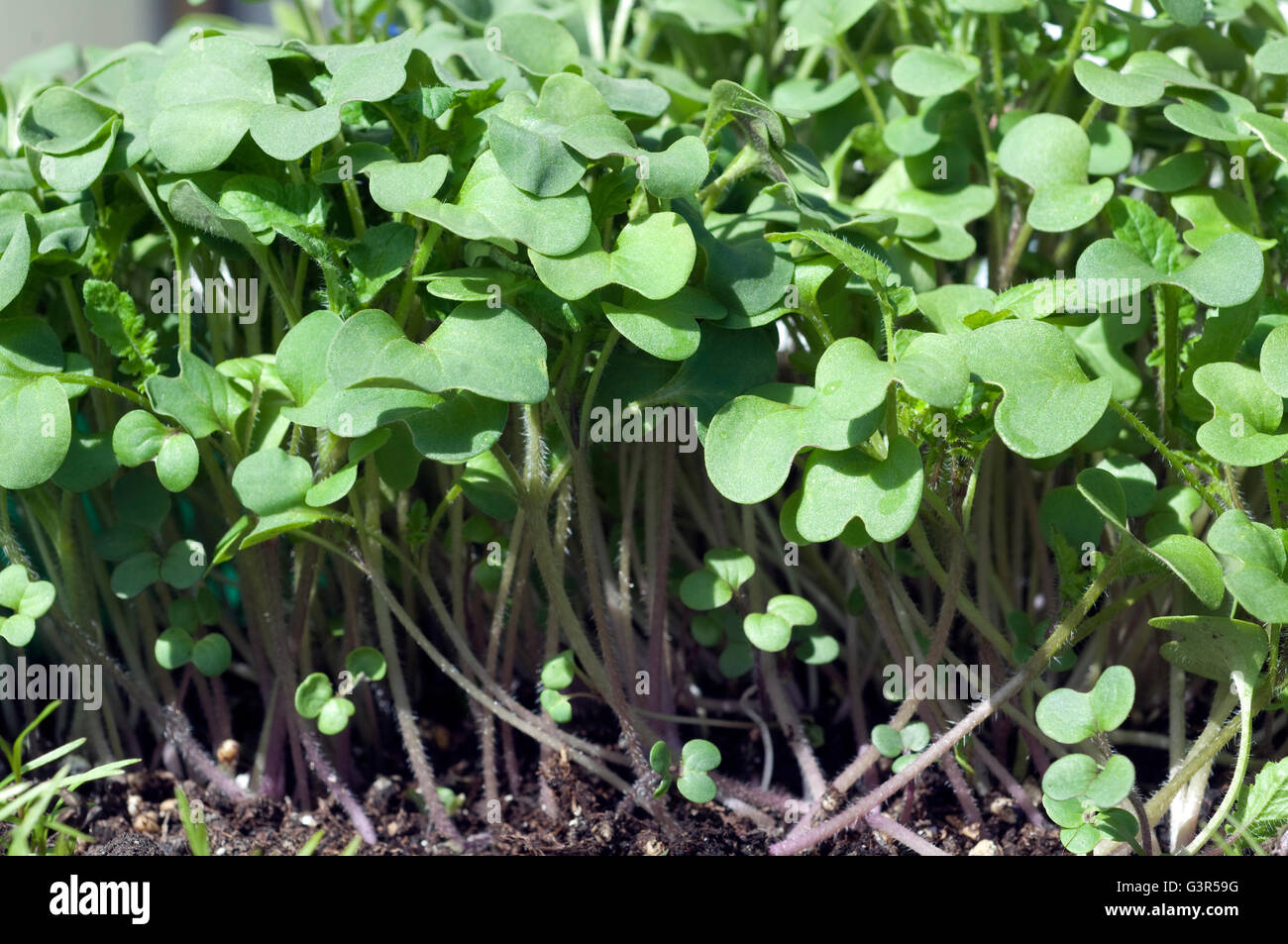 Senf mustard hi-res stock photography and images - Alamy