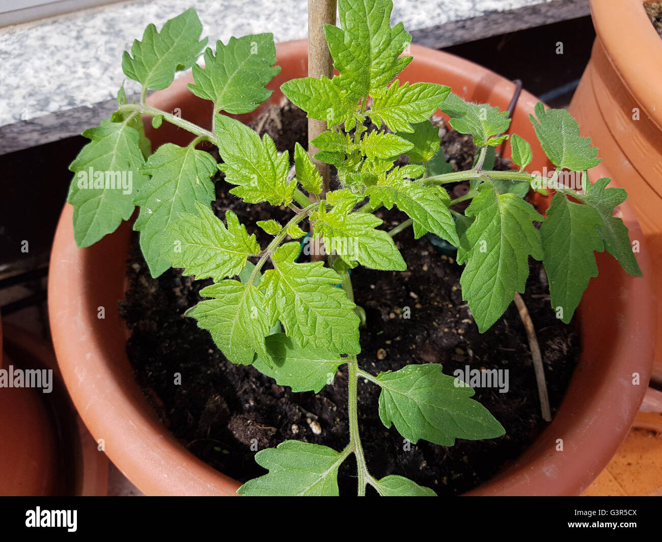 Tomaten; Lycopersicon, esculentum, Sproessling Stock Photo - Alamy