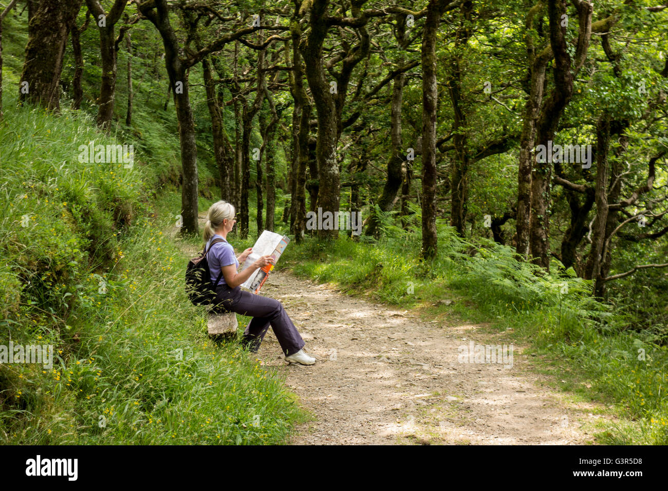 Female walker checking map hi-res stock photography and images - Alamy