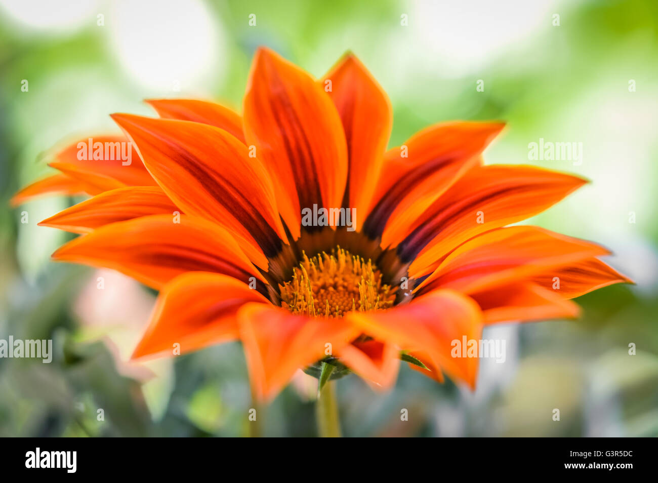 beautiful orange gazania flower close up Stock Photo - Alamy