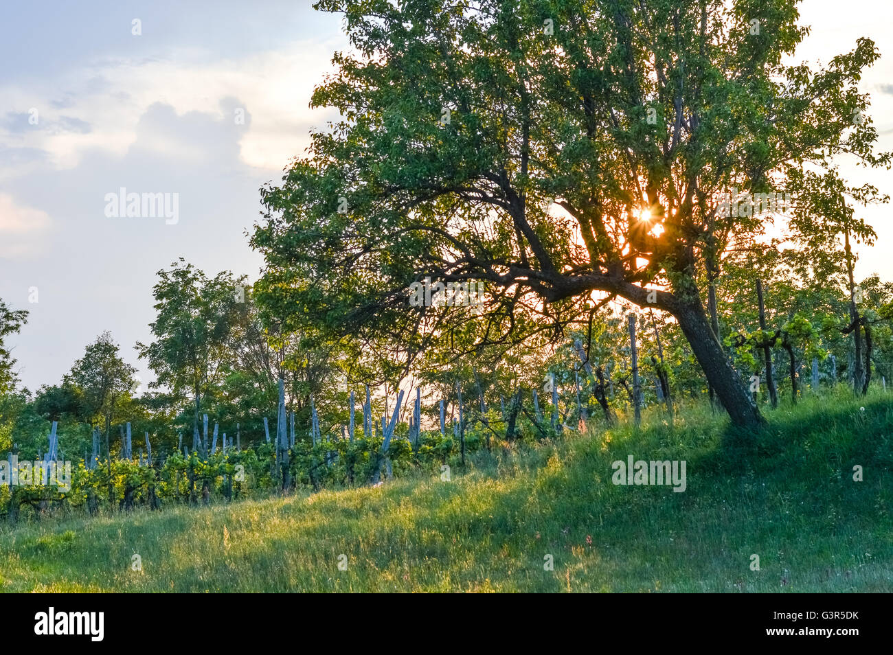 Moscato italy hi-res stock photography and images - Alamy