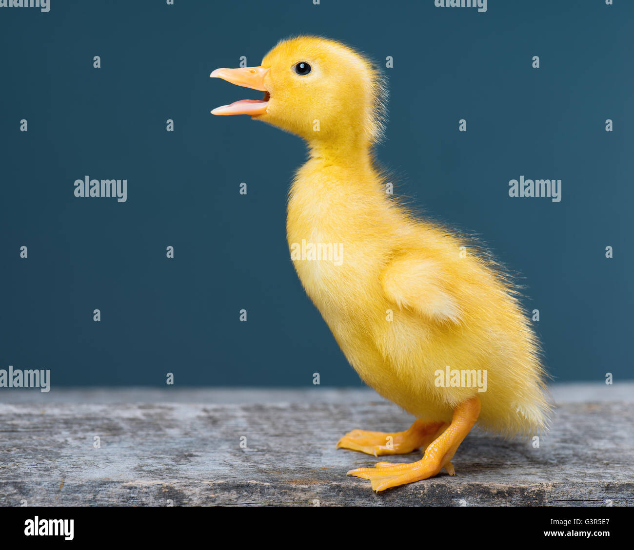 Cute little newborn duckling Stock Photo - Alamy