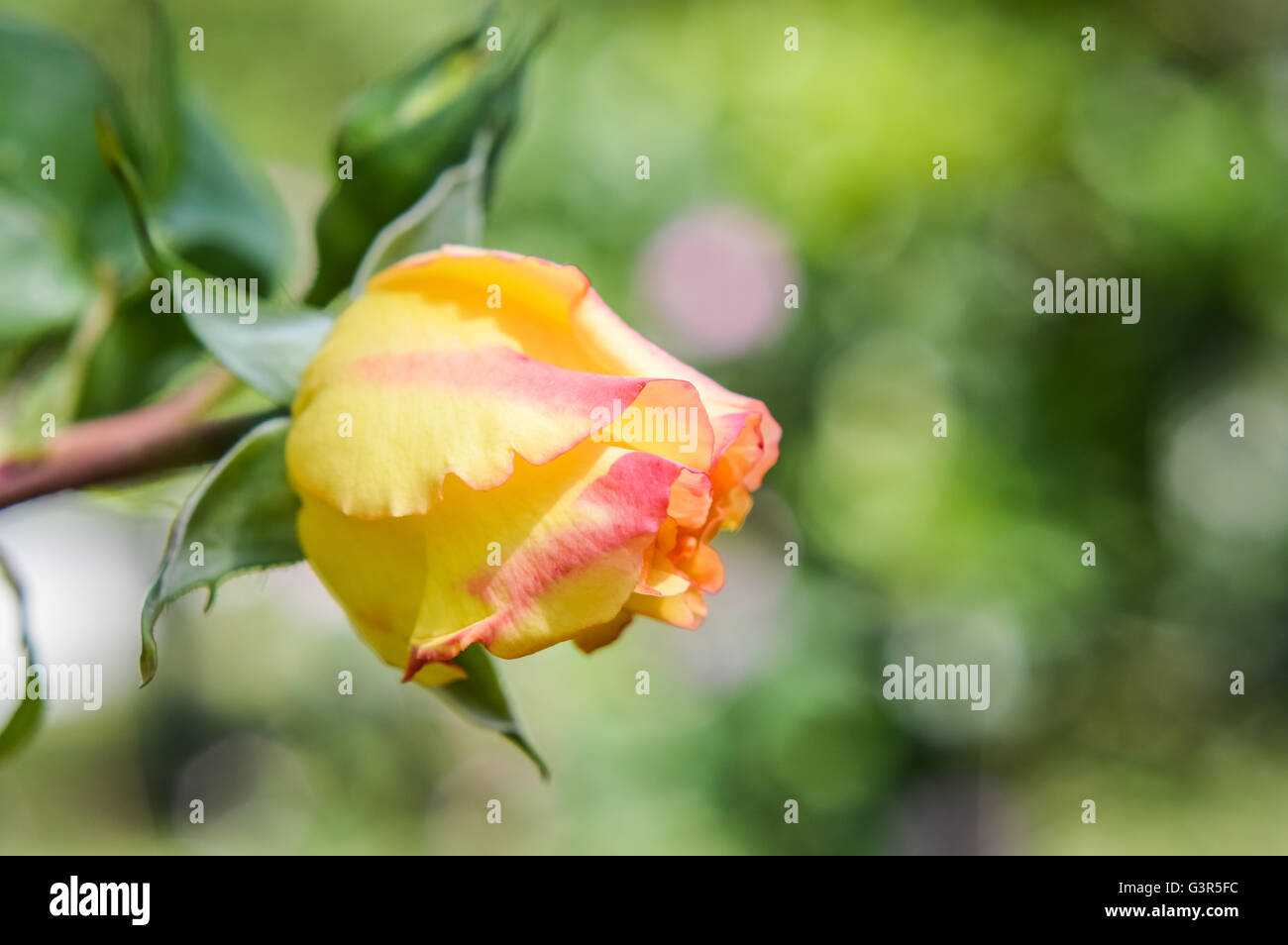 Variegated pink yellow rose hi-res stock photography and images - Alamy