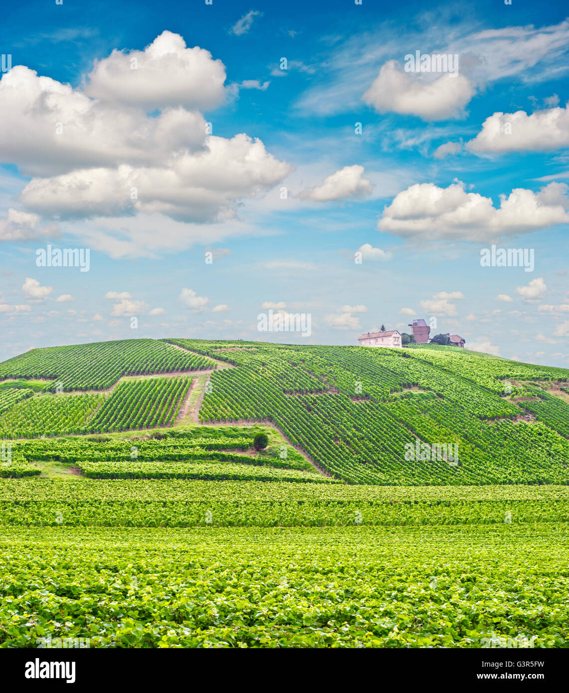 Vineyard landscape with cloudy blue sky. Champagne, France. Nature ...