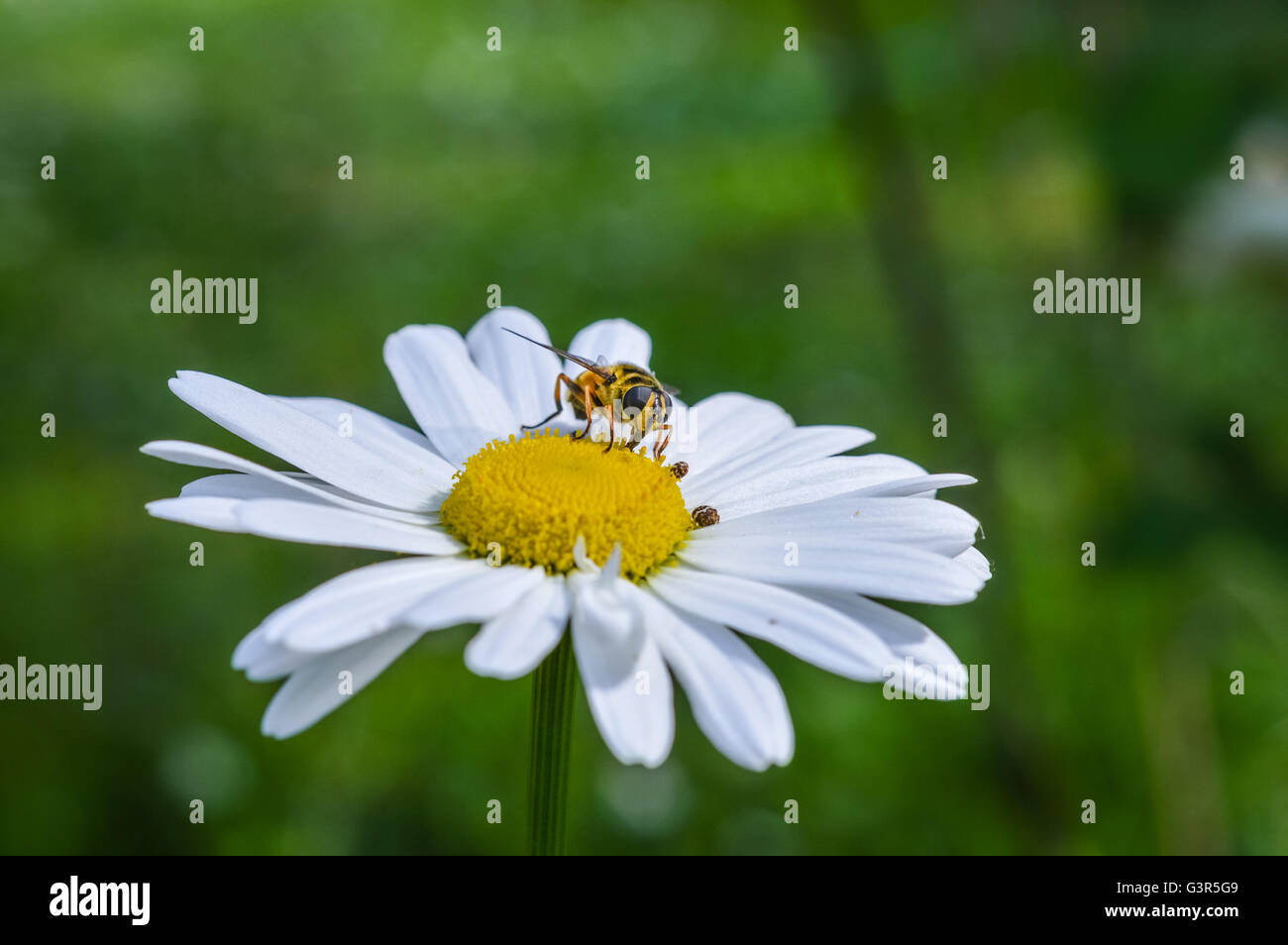 bee collecting pollen from a daisy flower close up Stock Photo - Alamy