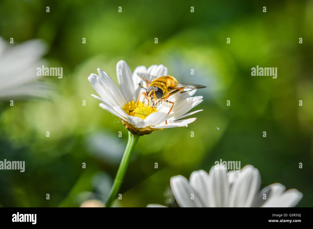 beautiful bee on daisy flower Stock Photo - Alamy