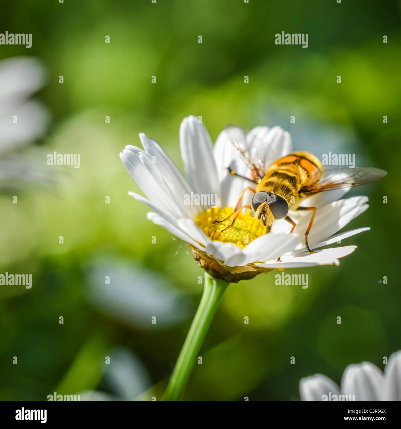 macro of a bee collecting pollen from a daisy flower Stock Photo - Alamy