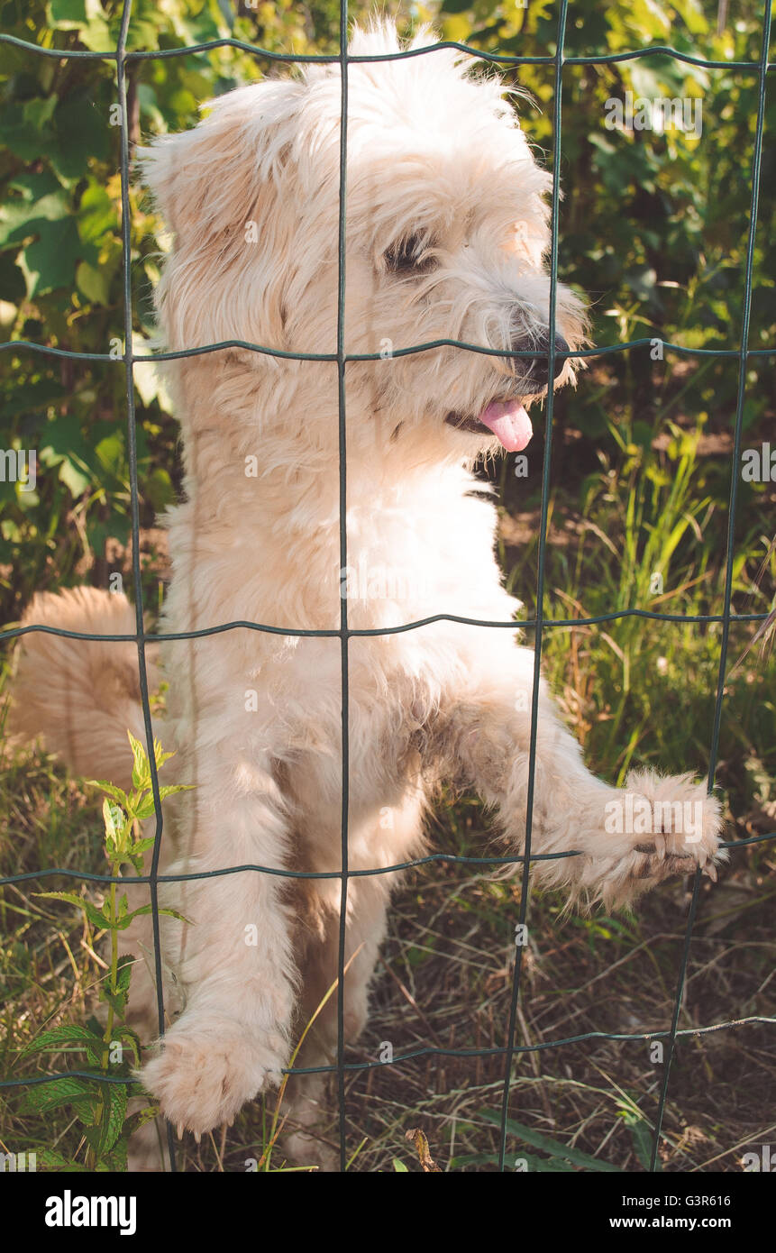 Coton de tulear breed hi-res stock photography and images - Alamy