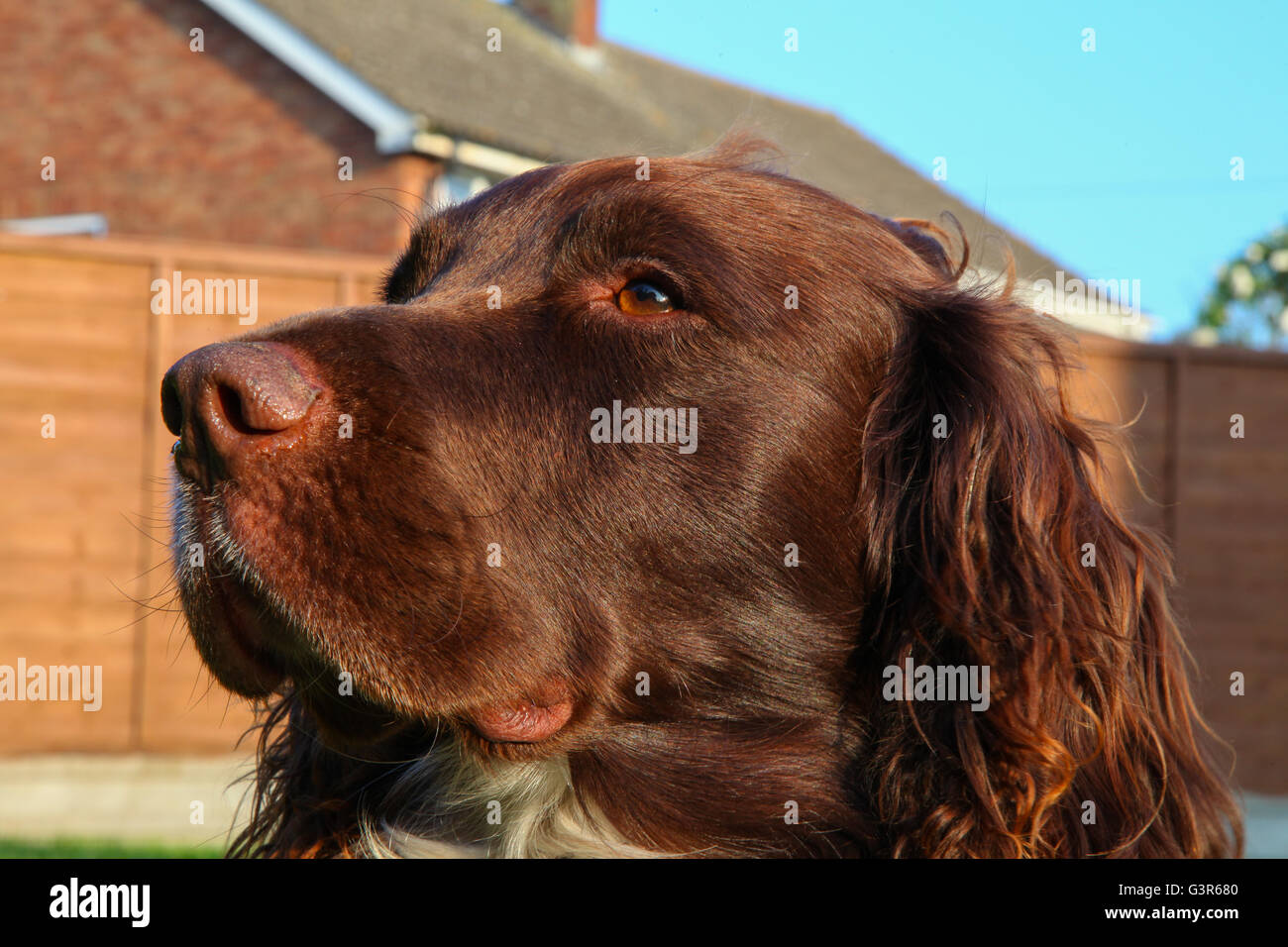 English Springer Spaniel, brown and liver, brown and white, canine, Gun ...
