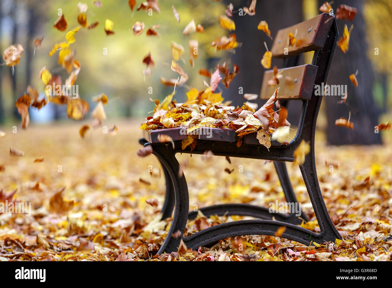 Wind gale trees hi-res stock photography and images - Alamy