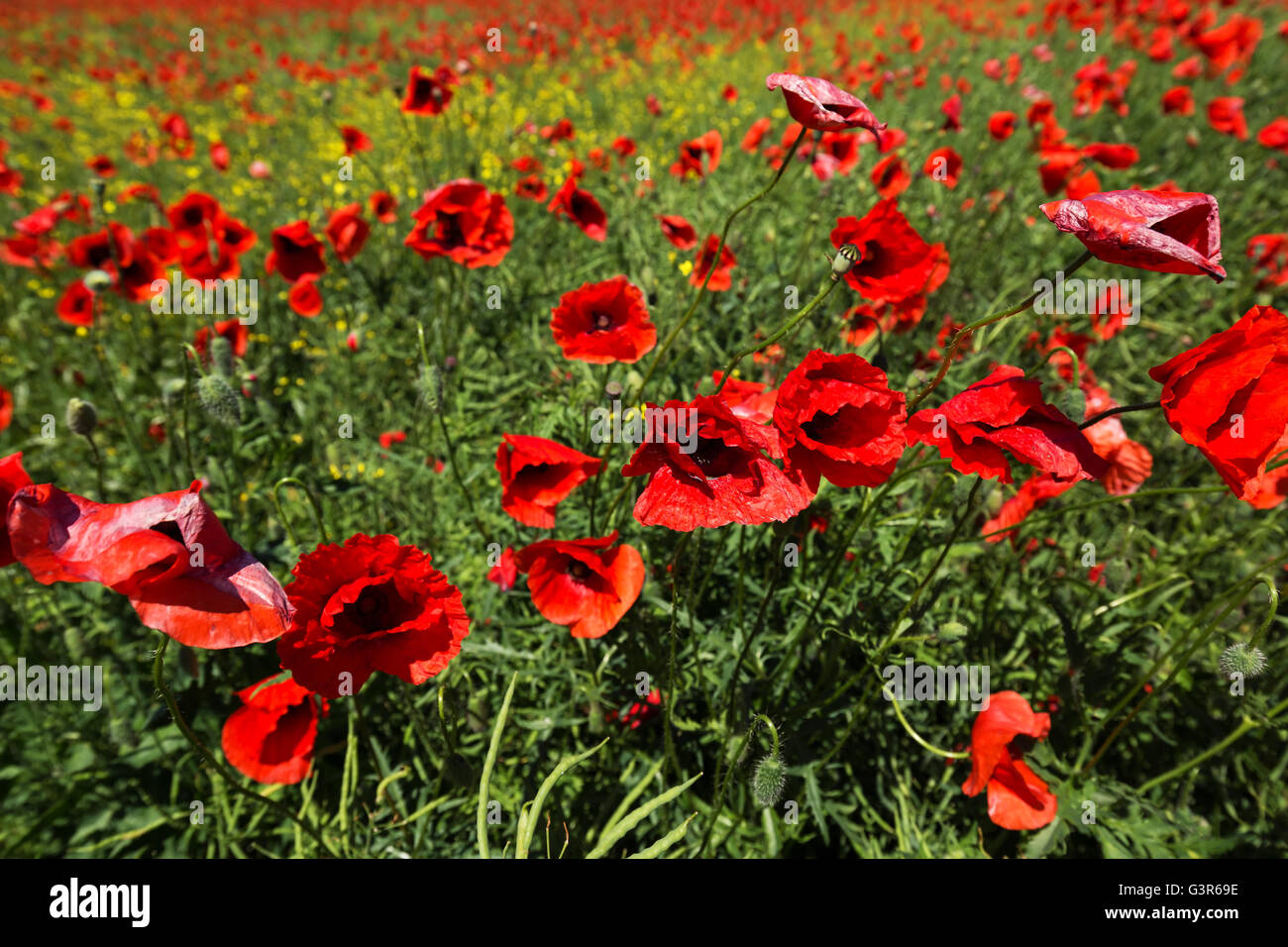 Meadow with poppy flowers, Polish landscape Stock Photo - Alamy