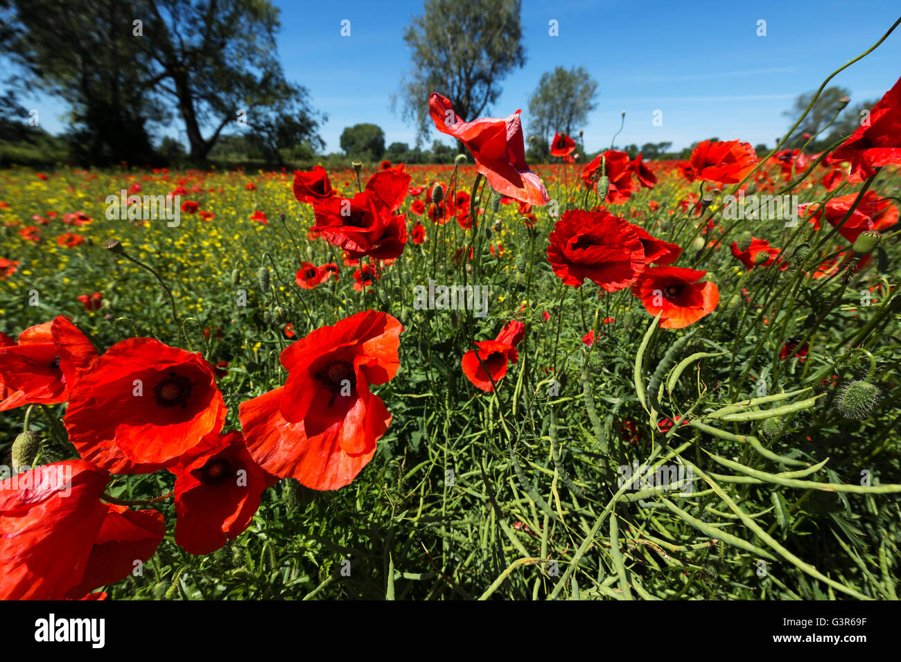 Meadow with poppy flowers, Polish landscape Stock Photo - Alamy