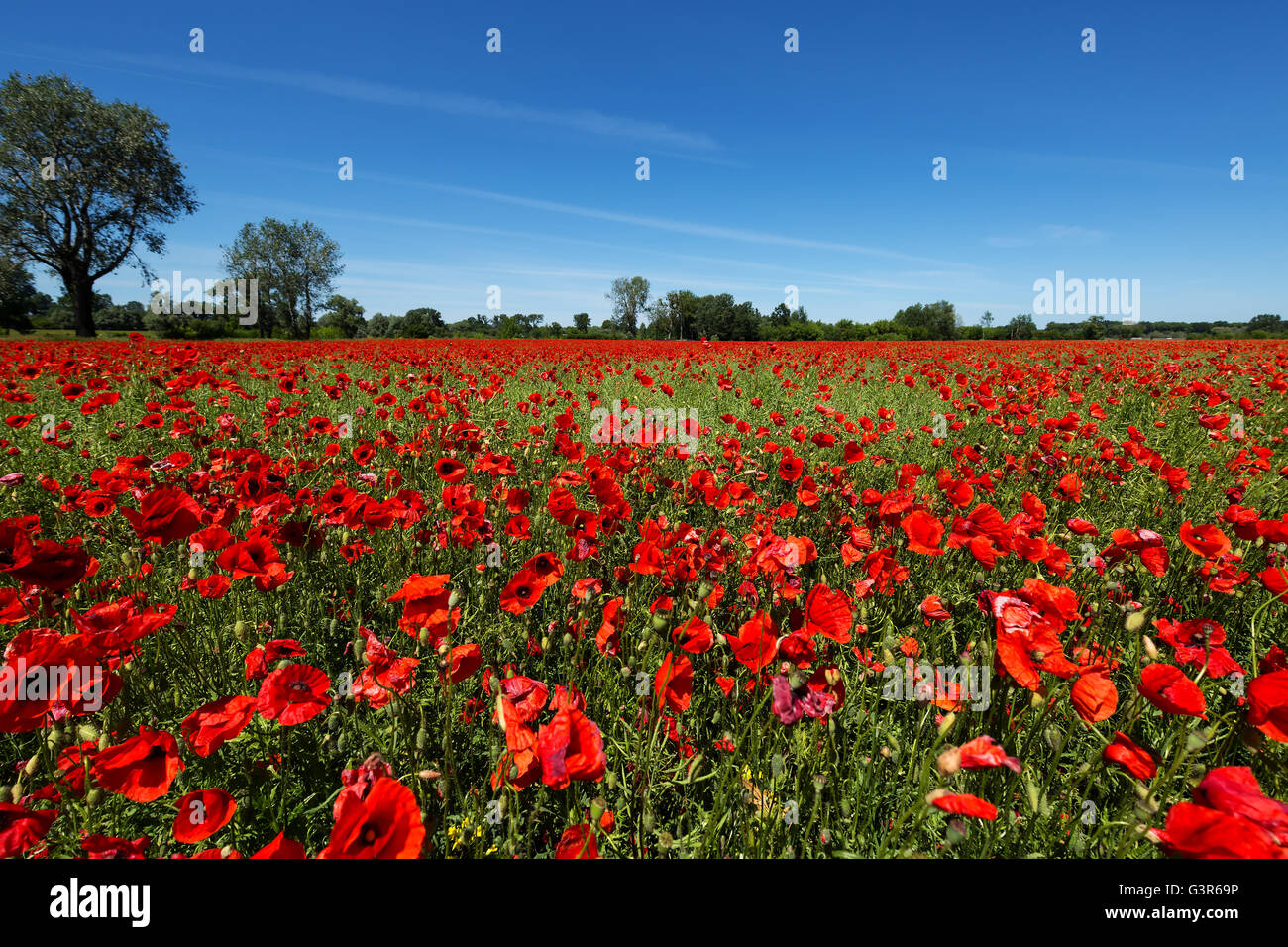 Meadow with poppy flowers, Polish landscape Stock Photo - Alamy