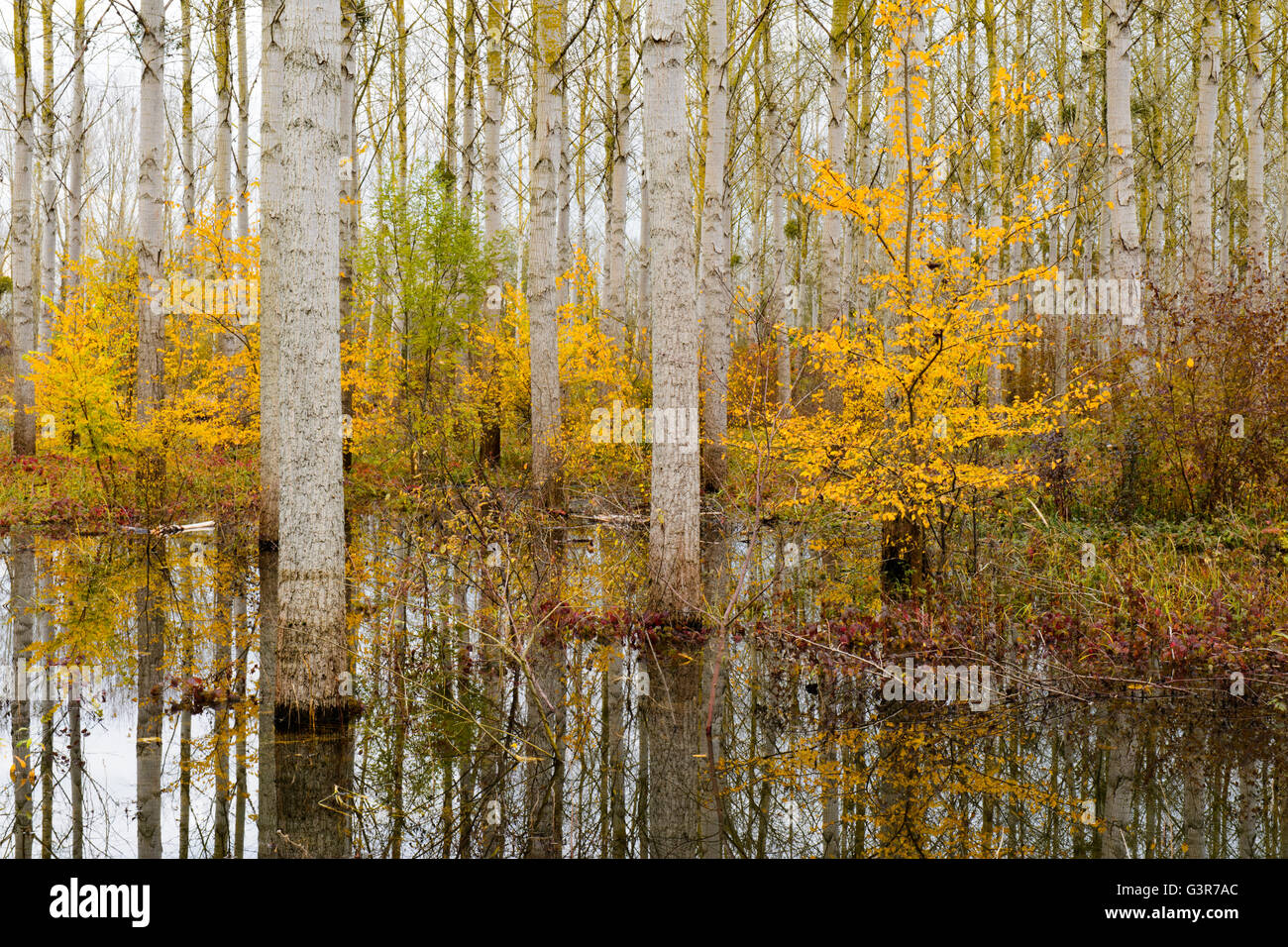 Trees with fall foliage and reflection in water, Lac du Der, Haute ...