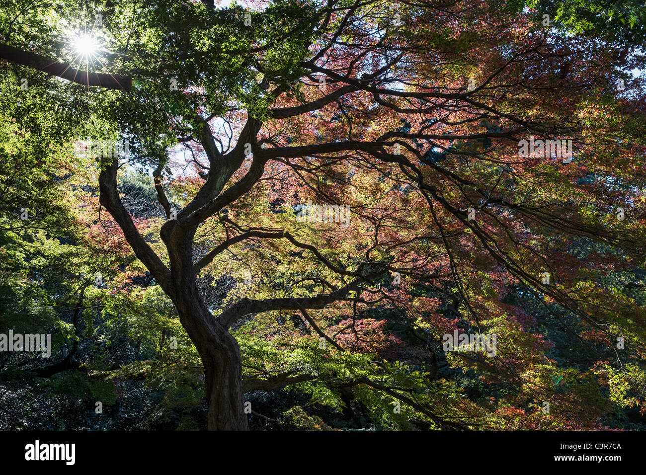 Japanese national tree hi-res stock photography and images - Alamy